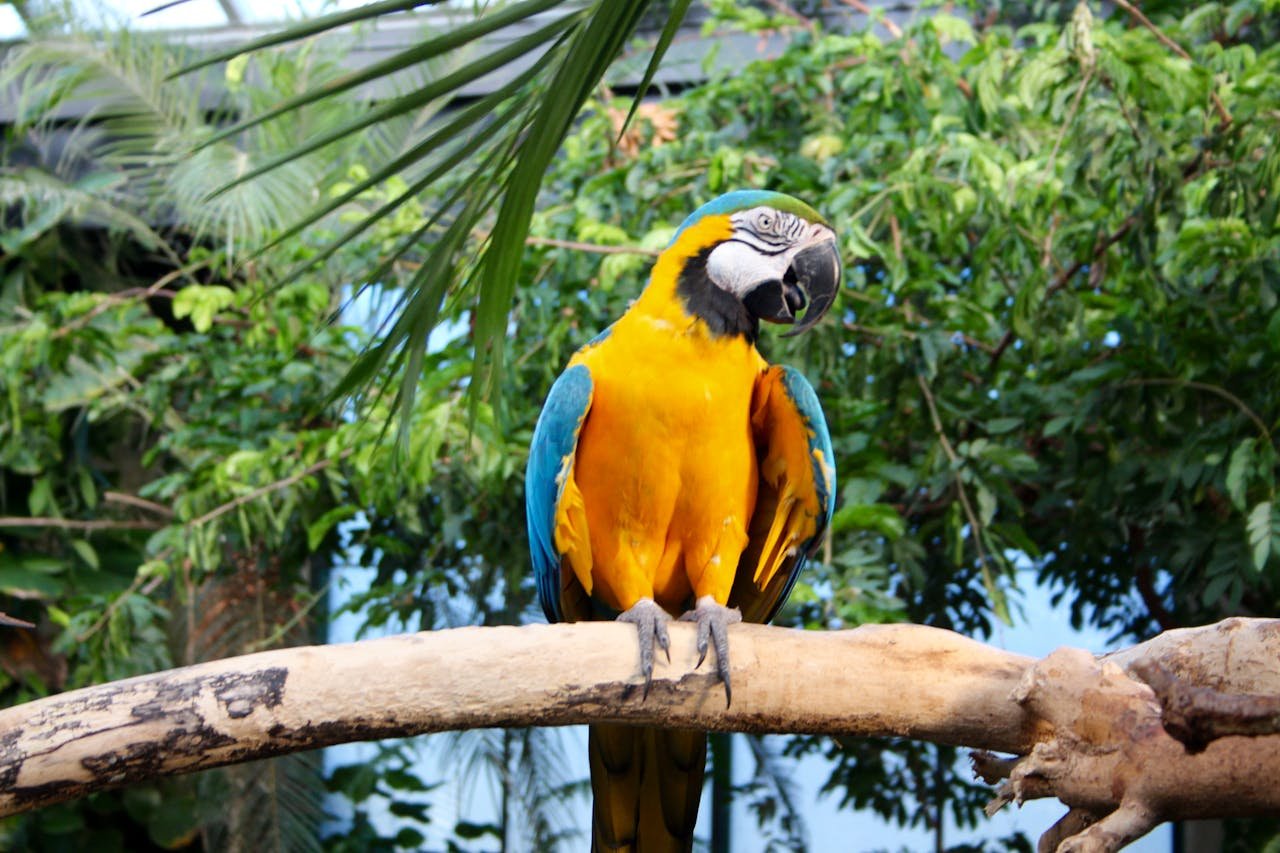 Buy Parrots Online UK | Parrots for Sale Online London | Bird Shop